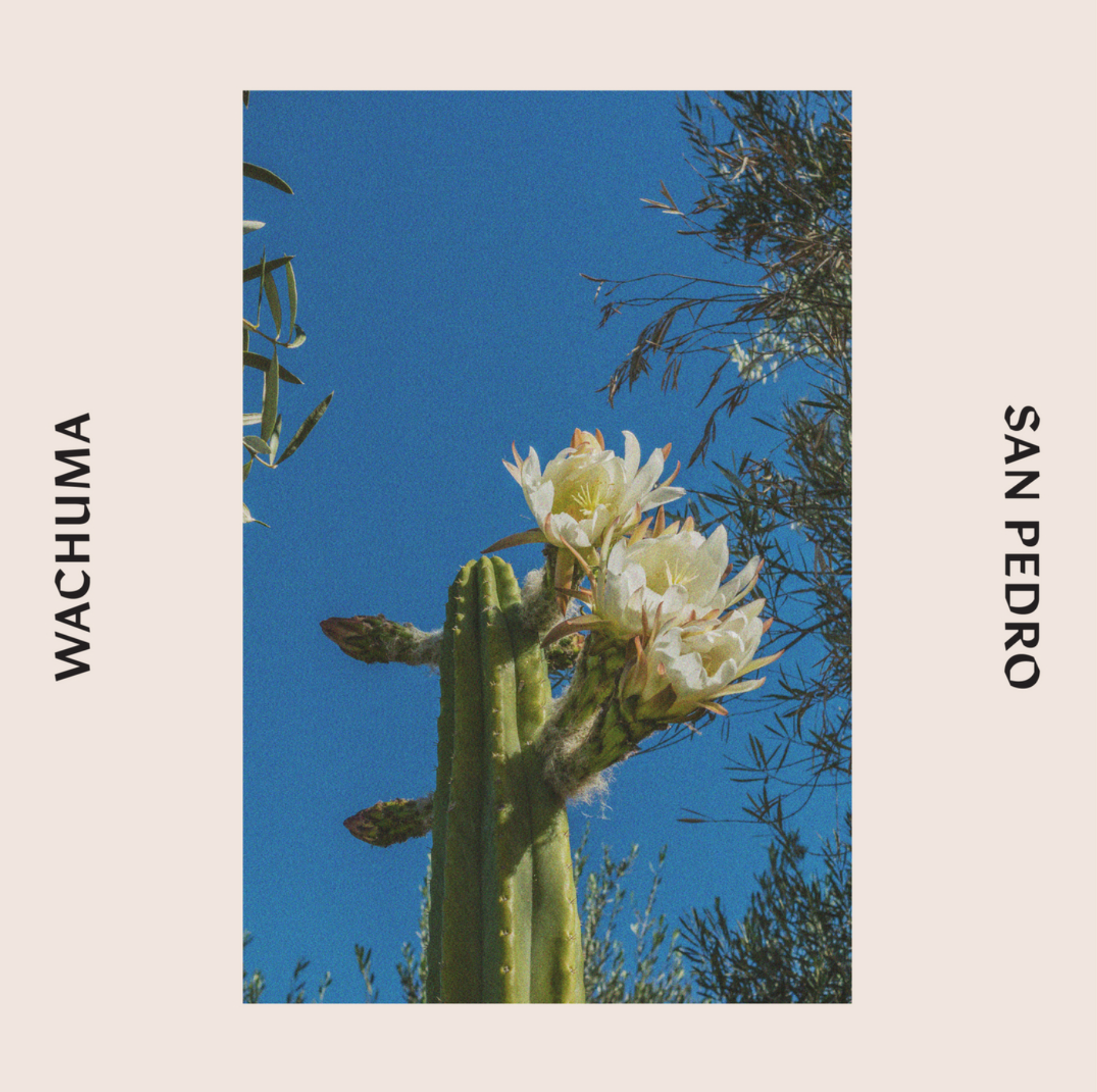San Pedro // Wachuma – Great Spirits